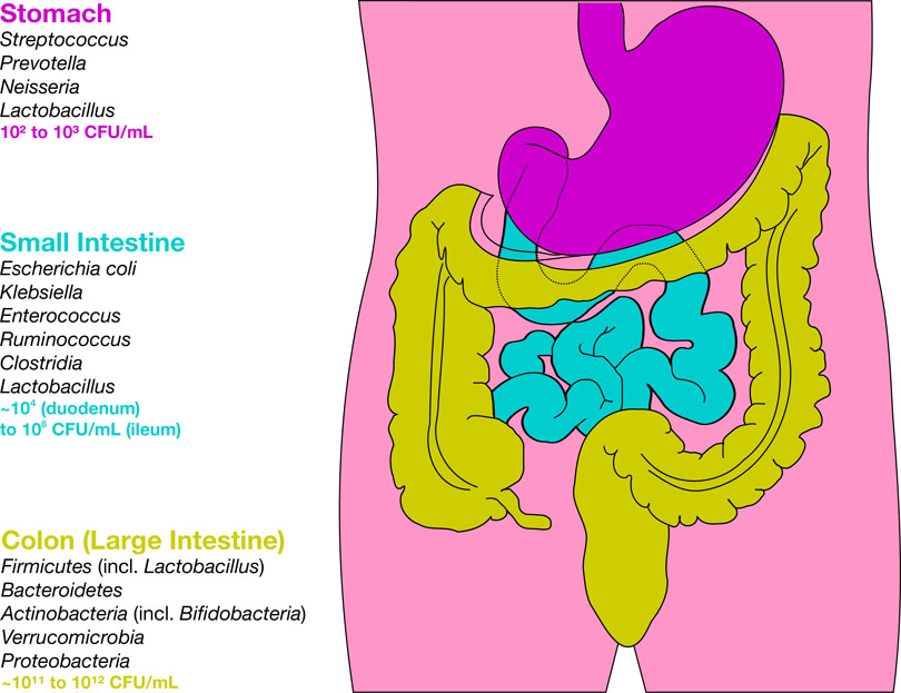 SIBO – Small Intestinal Bacterial Overgrowth – NaturopathicCurrents